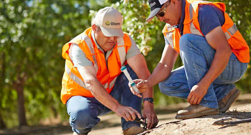 Two Olam employees test water quality in an Almond orchard in the USA ...